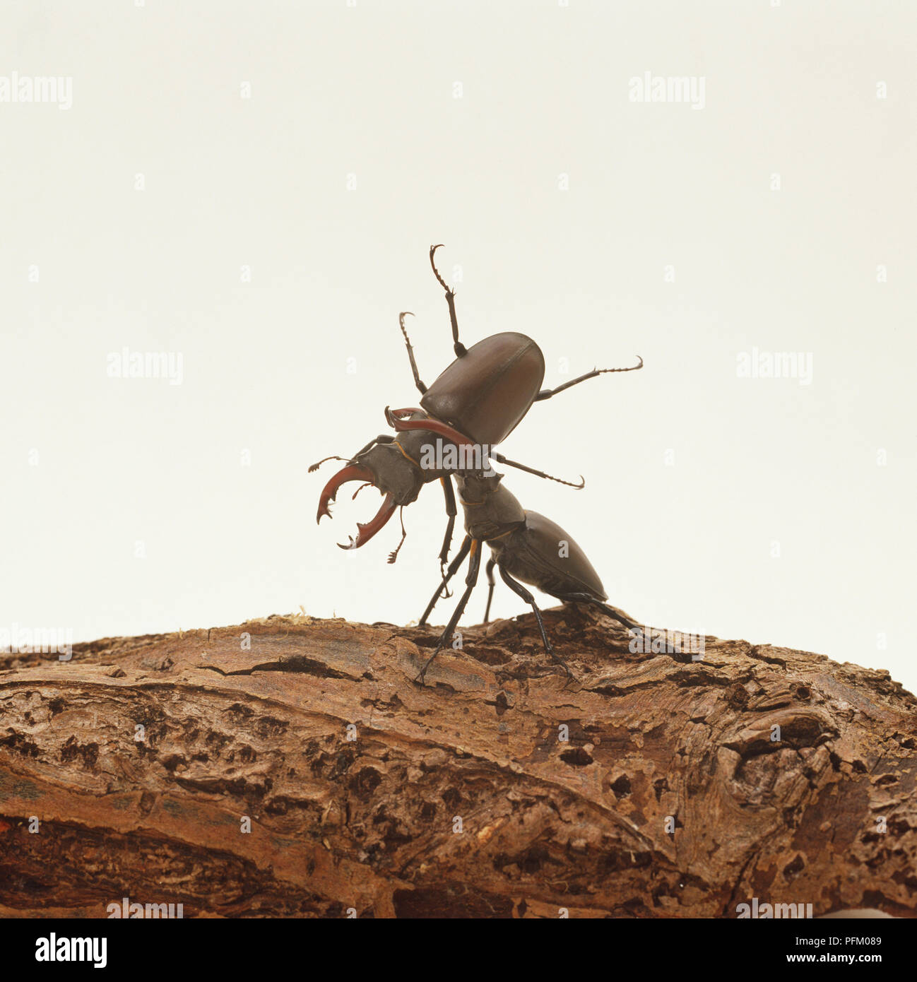 Stag beetle, Lucanus servus, with another stag beetle in its jaws Stock ...