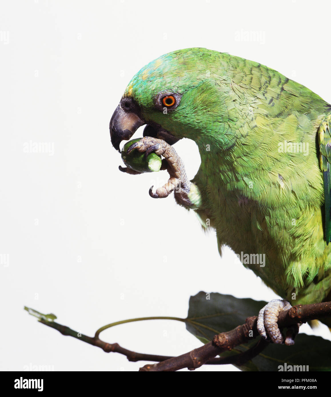 Green Parrot (Psittaciformes) eating a nut with its claw Stock Photo ...