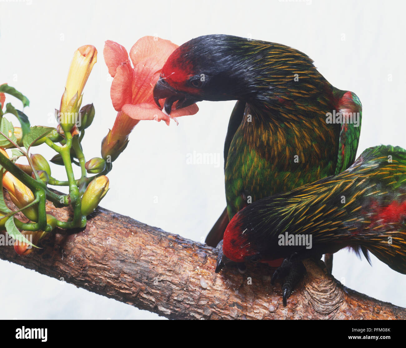 Yellow-streaked lory (Chalcopsitta sintillata) using its tongue to ...