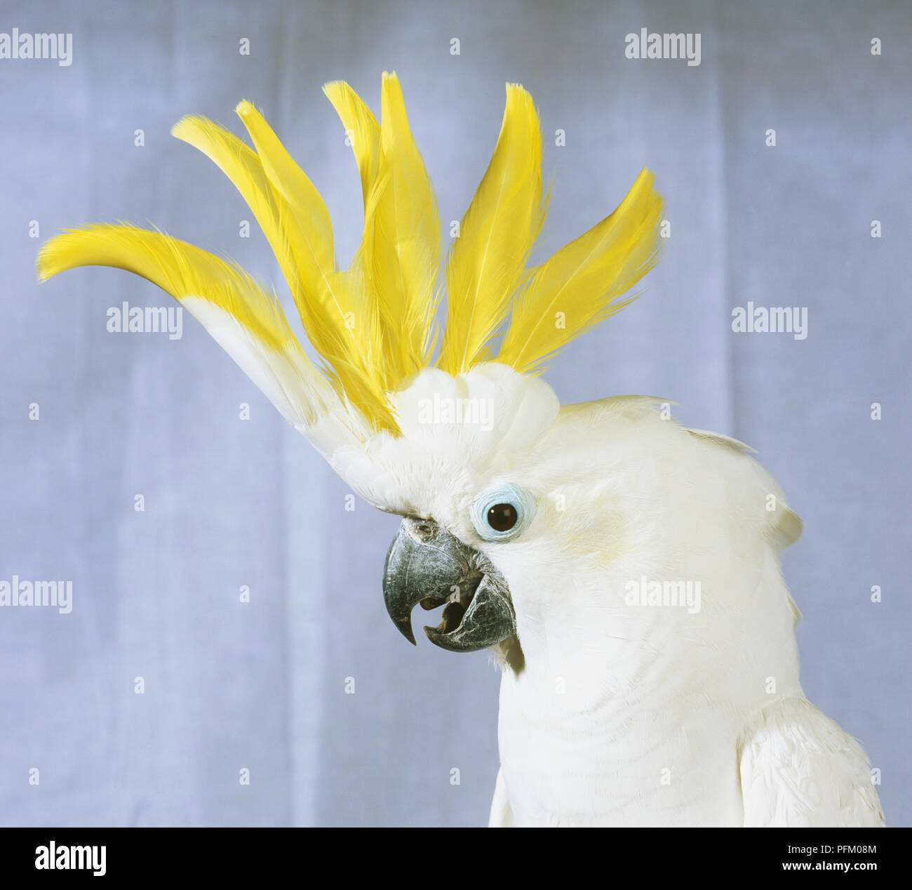 Sulphur-crested cockatoo (Cacatua sulphurea) with head crest raised ...