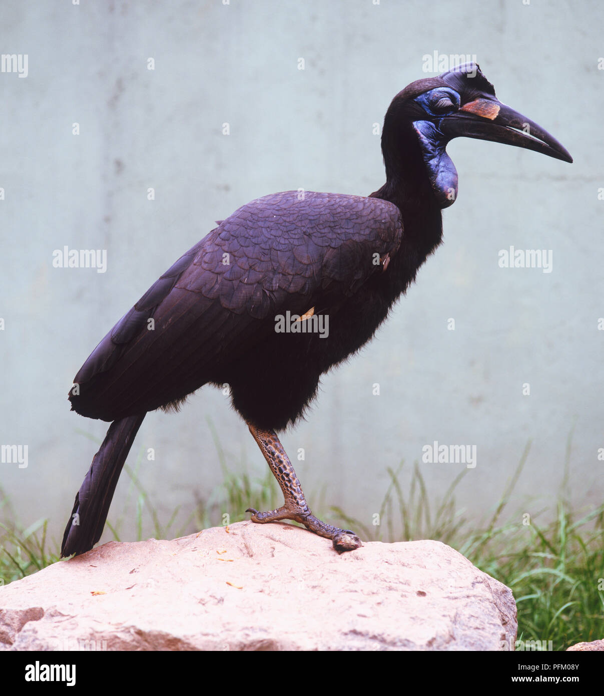 Abyssinian ground hornbill (Bucorvus abyssinicus), bird standing on one ...