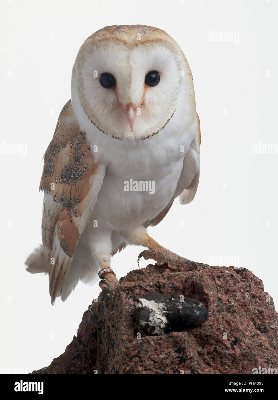 Facing owl hi-res stock photography and images - Alamy