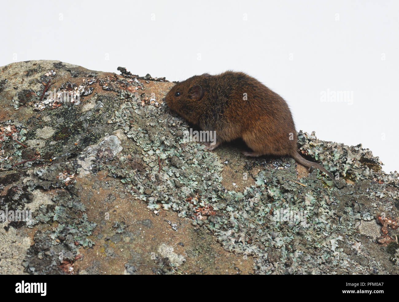Common vole (Microtus arvalis) on a rock, side view Stock Photo - Alamy