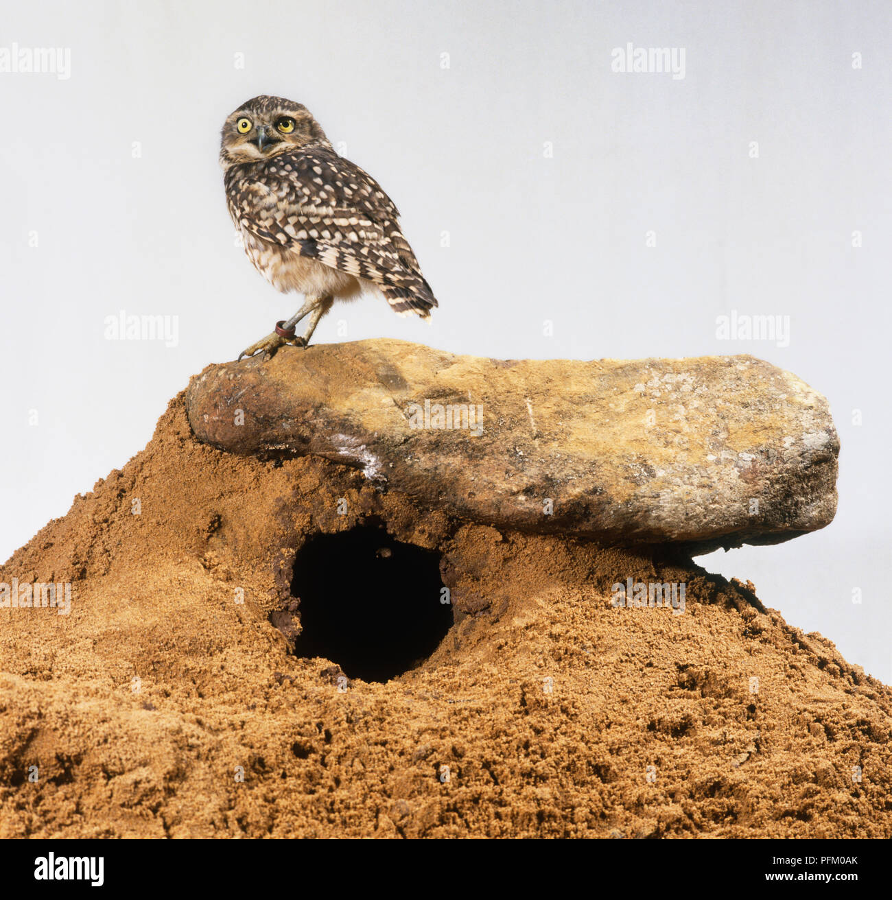 Burrowing owl on white hi-res stock photography and images - Alamy