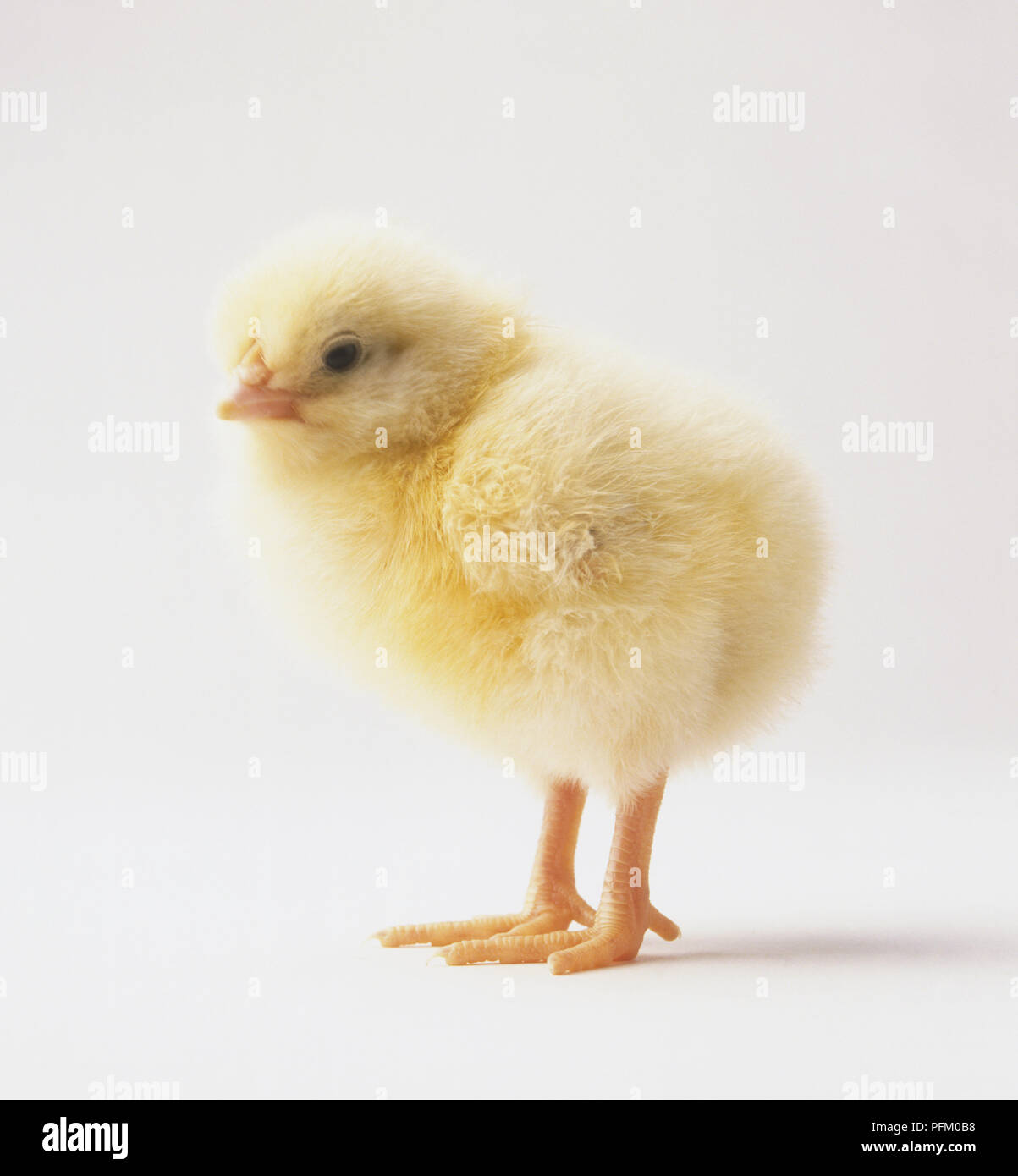Fluffy chick profile hi-res stock photography and images - Alamy