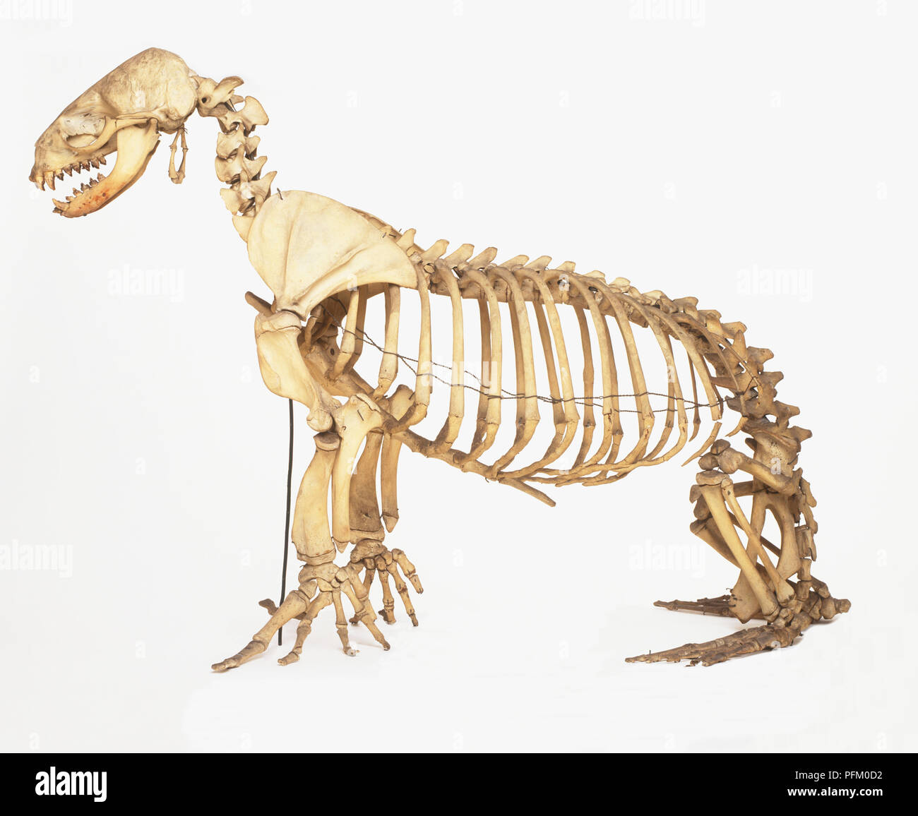 Profile of eared seal skeleton Stock Photo - Alamy