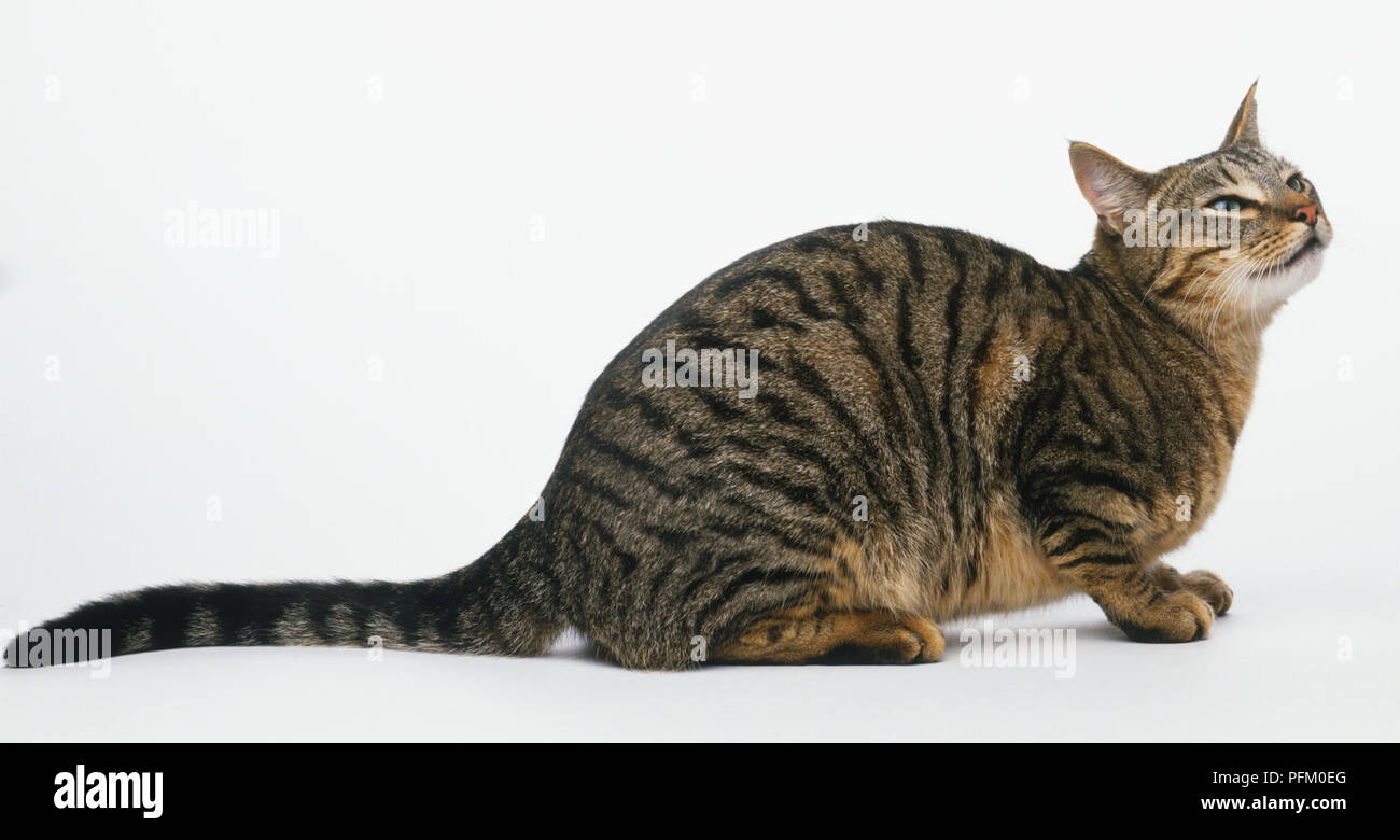 Tabby cat (Felis catus) crouched down, looking up Stock Photo - Alamy