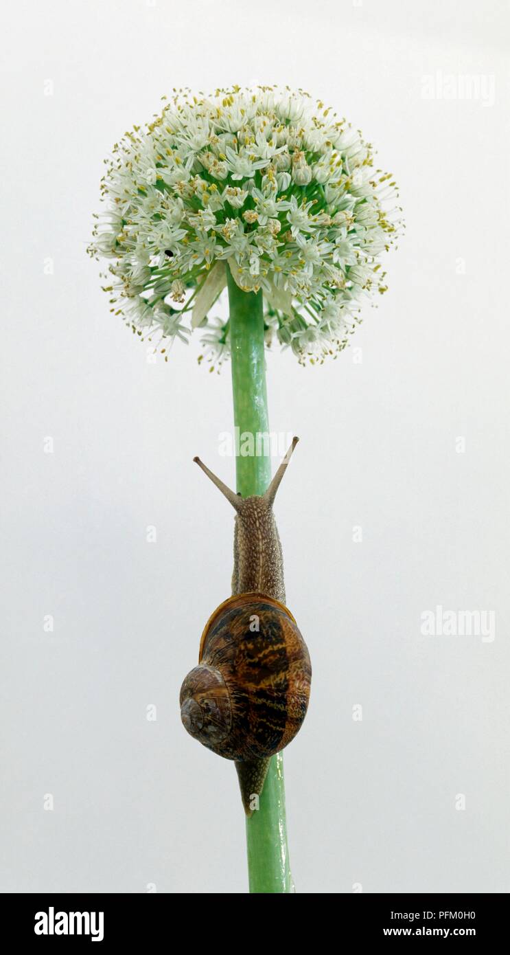 Flower and snail hi-res stock photography and images - Alamy