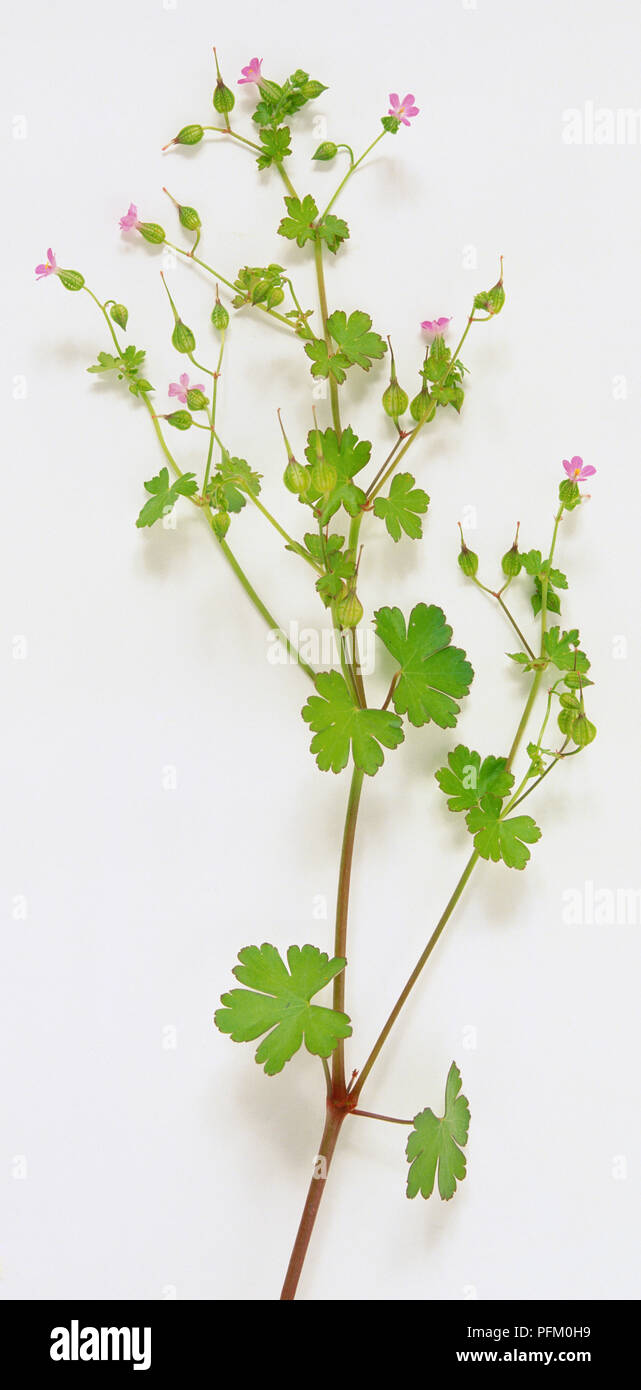 Geranium geranium sp leaves hi-res stock photography and images - Alamy