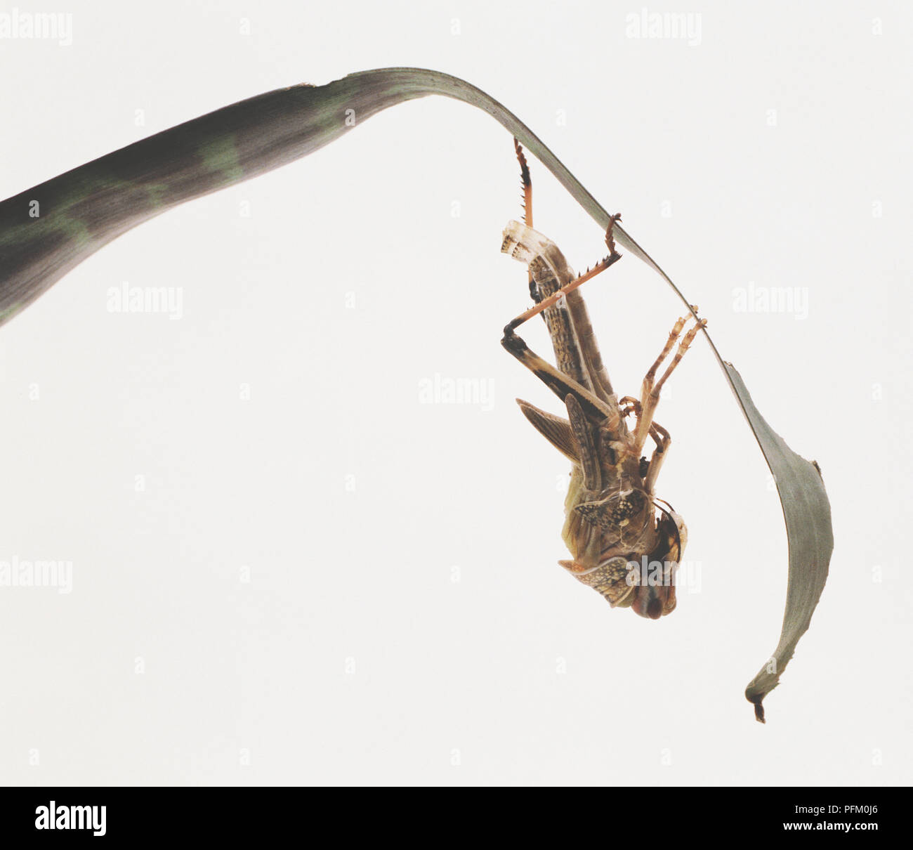 Locust hanging upside down on blade of grass beginning to break free of ...