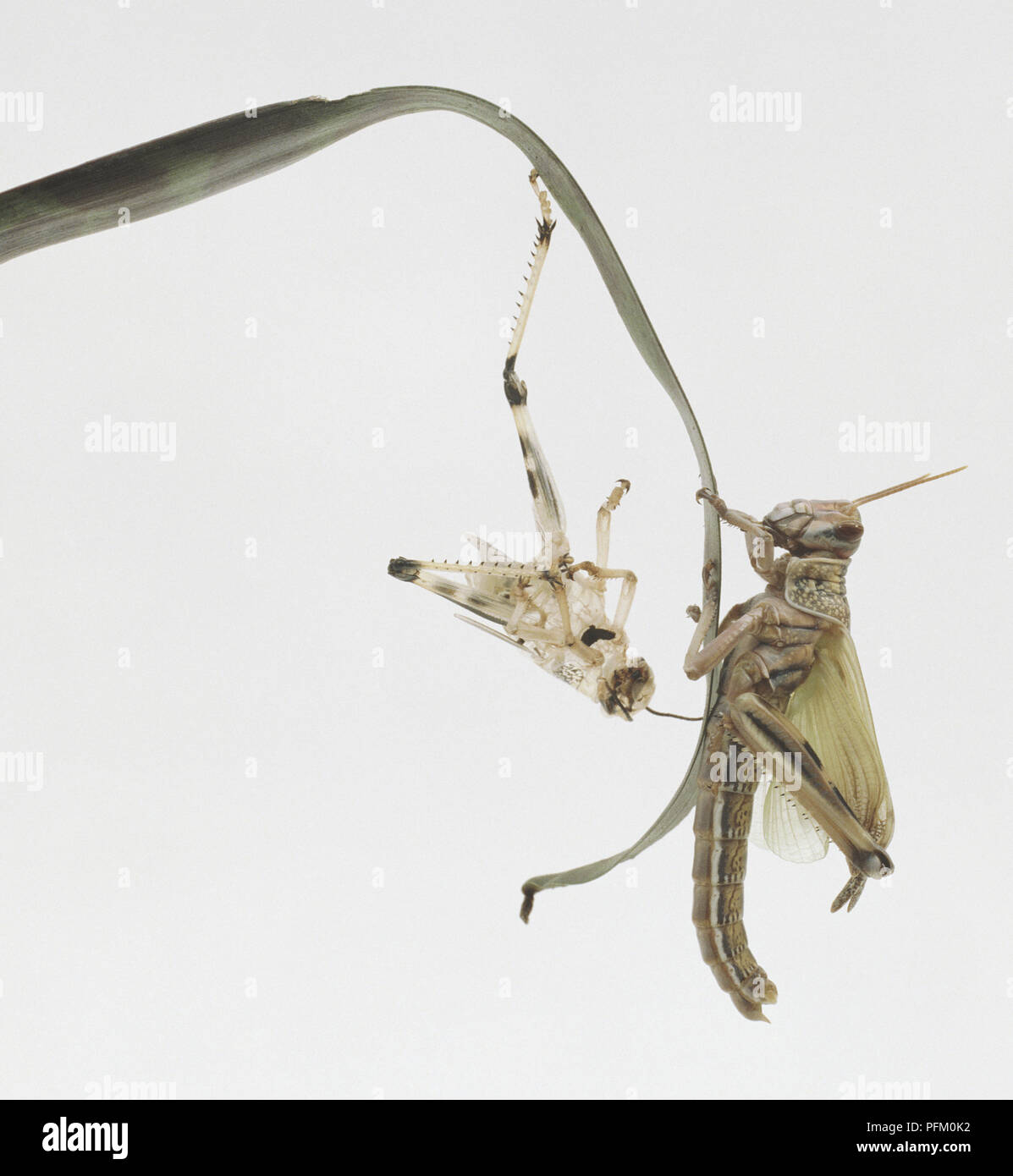 Locust standing on top of blade of grass with old skin underneath grass ...