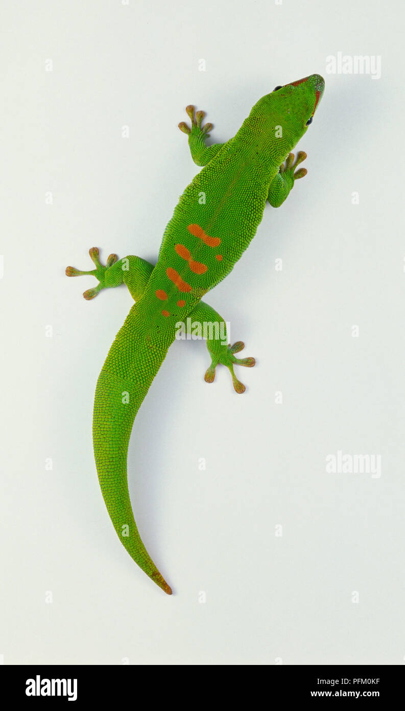 Madagascan geckoes hi-res stock photography and images - Alamy