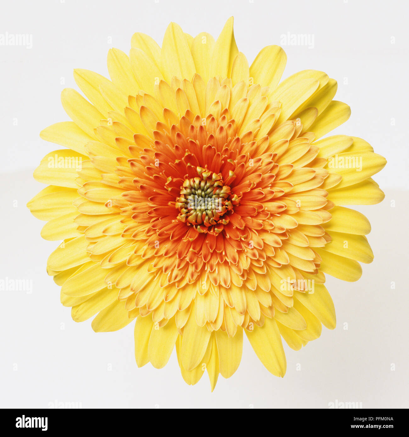 Round flower head hi-res stock photography and images - Alamy