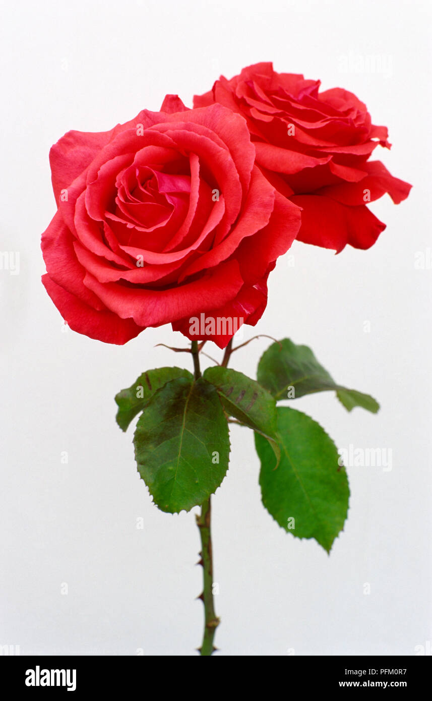 Large flower heads hi-res stock photography and images - Alamy