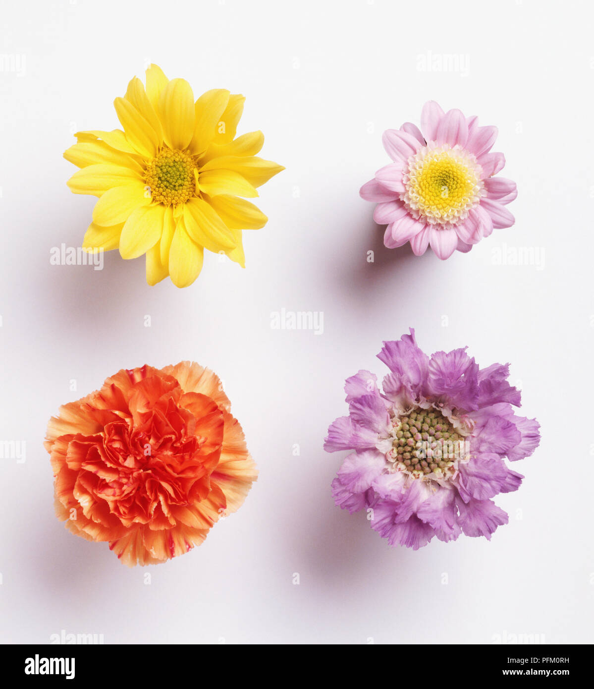 Flowerheads including Dianthus, Scabius, Chrysanthemum Stock Photo - Alamy