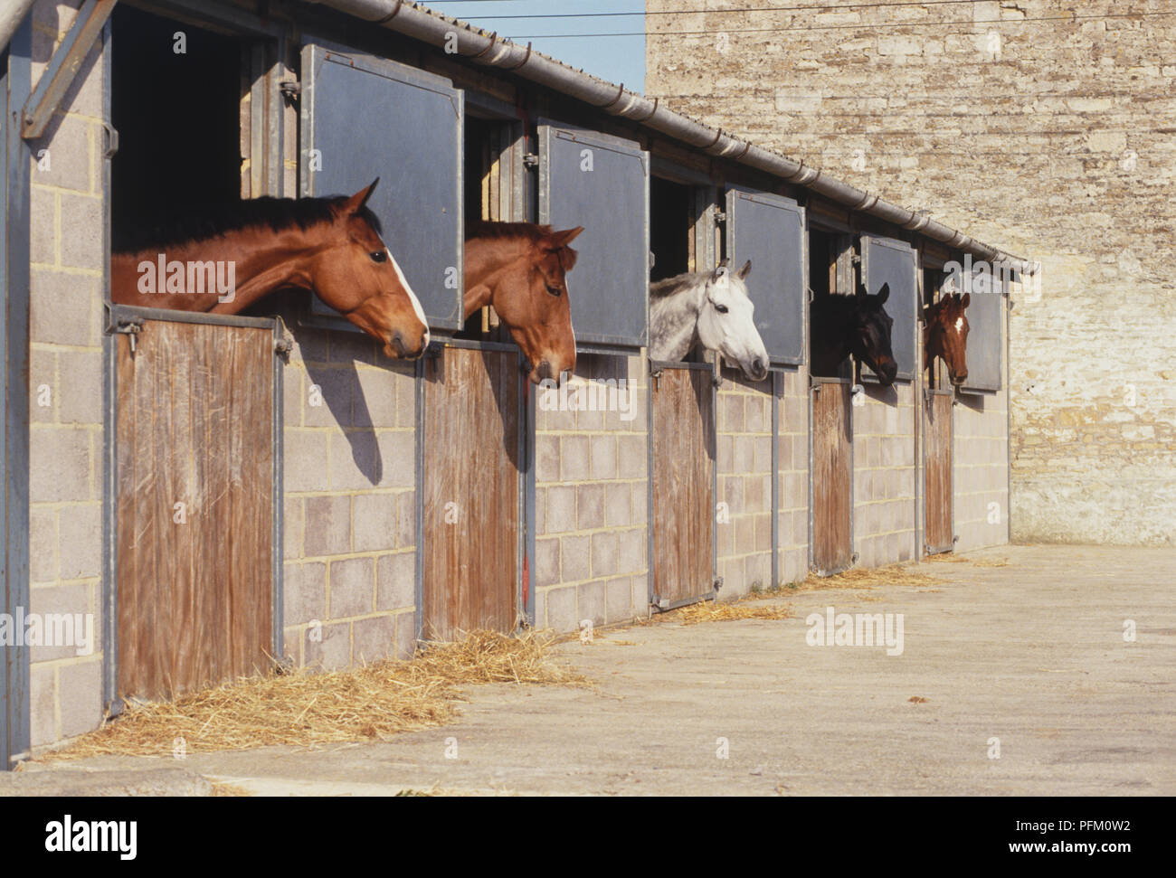 Horse Stable Background Portrait 3,454 Stable Interior Stock Photos