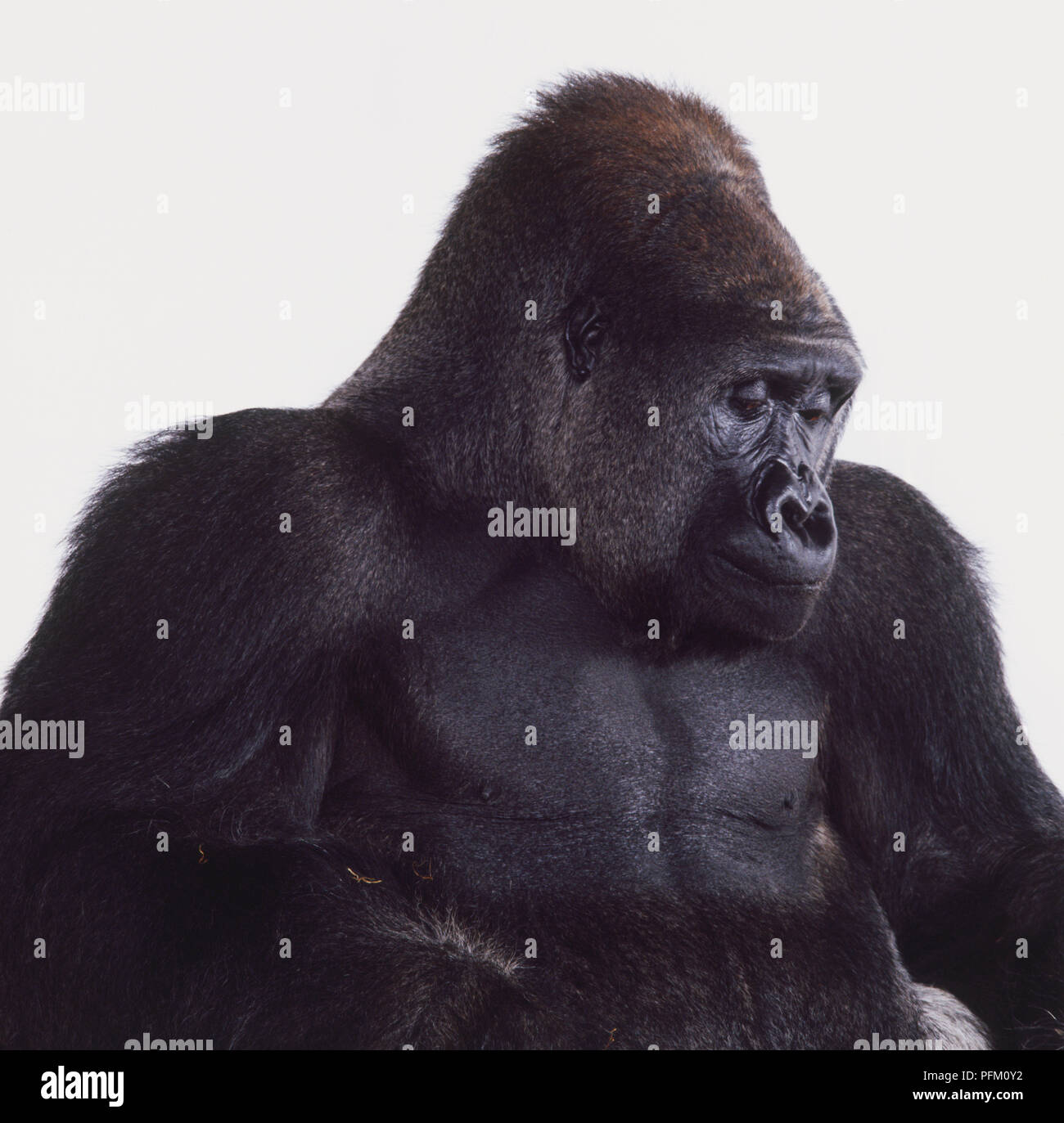 Upper body of Eastern Lowland Gorilla (Gorilla beringei graueri ...
