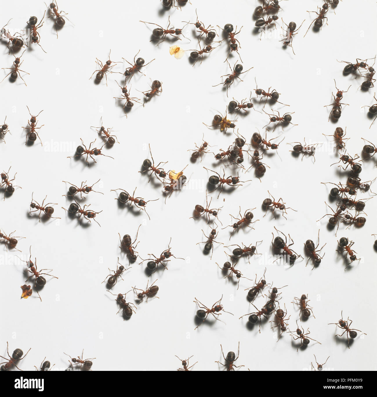 Colony of Wood Ants (Formica rufa Stock Photo - Alamy