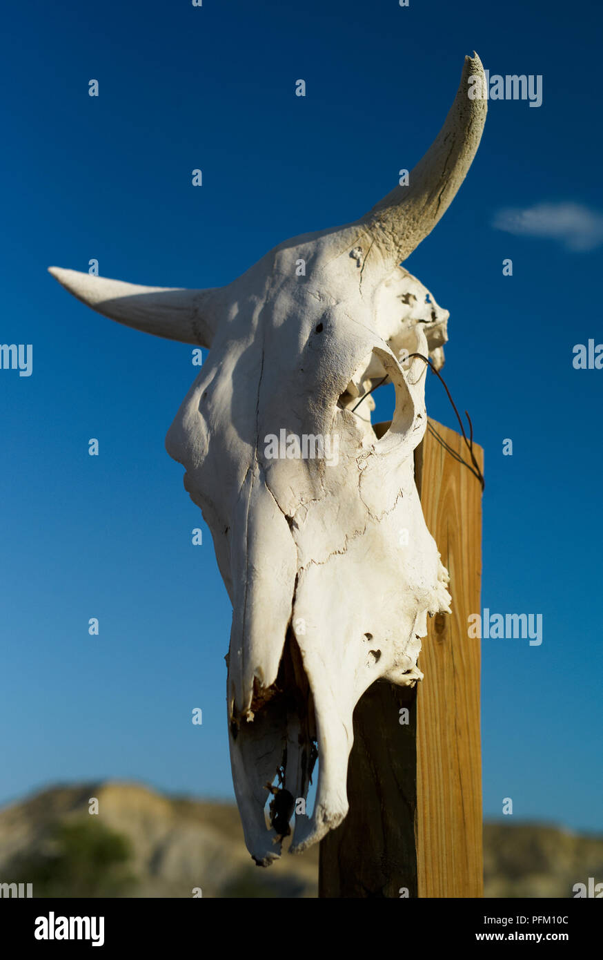 Steer skull ranch hi-res stock photography and images - Alamy