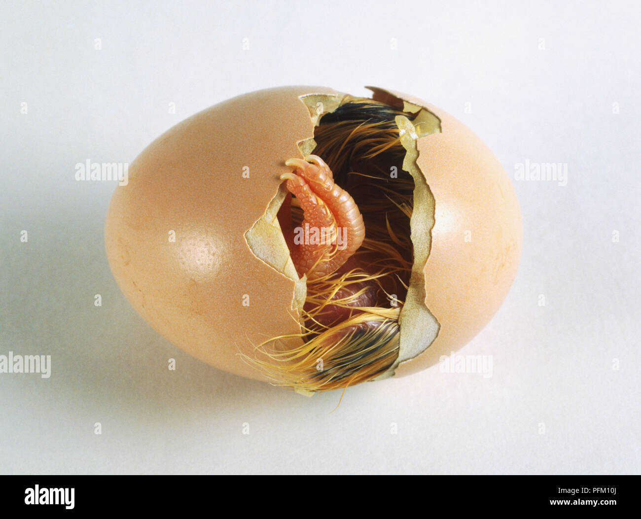 Chicken chick hatching egg hi-res stock photography and images - Alamy