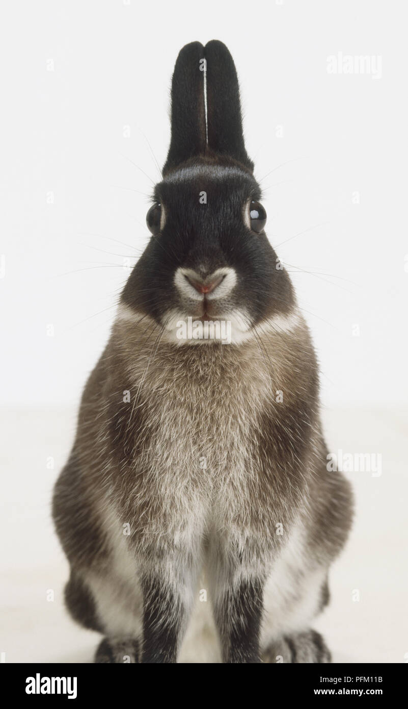 Sitting Grey Rabbit (Oryctolagus Cuniculus), front view, looking at ...