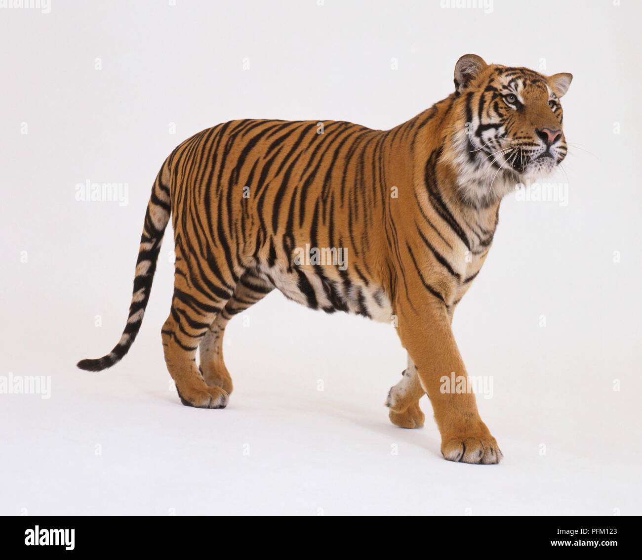 Striding tiger hi-res stock photography and images - Alamy