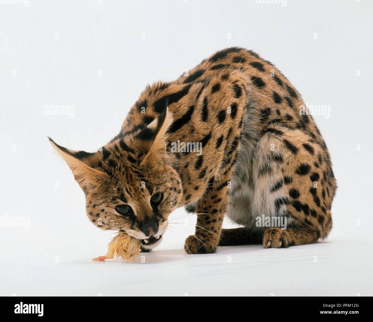 Serval (Felis Serval) feeding on dead chick Stock Photo - Alamy