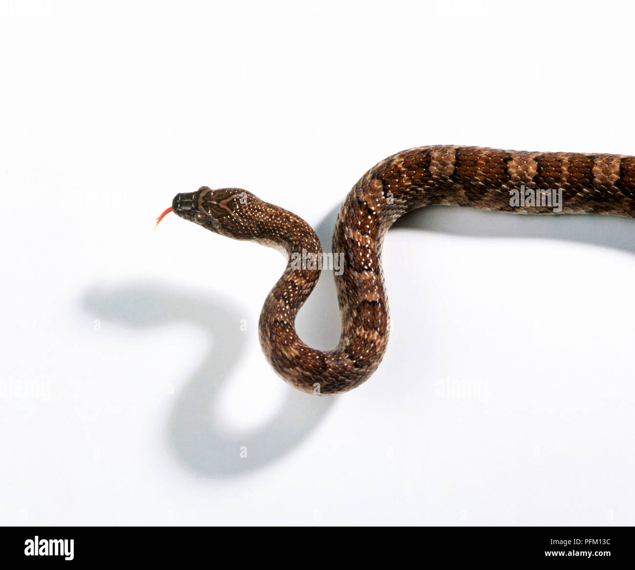 Lyre snake hi-res stock photography and images - Alamy