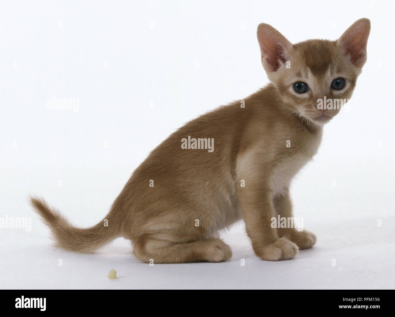 Red Cornelian Asian kitten sitting, pink nose, neat oval paws, large ...