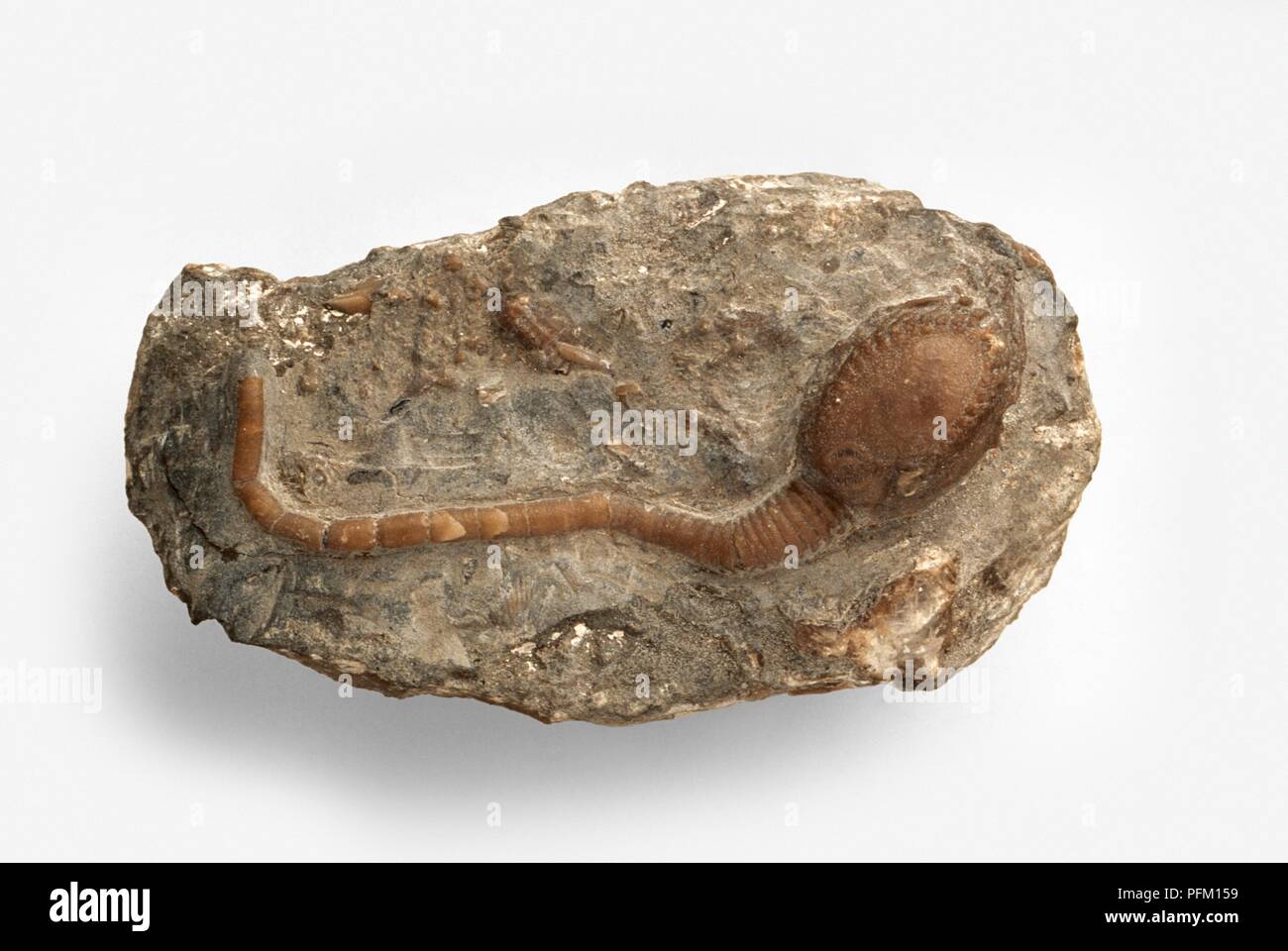 Cystoid (Lepadocrinite) fossilised in Wenlock limestone, featuring ...