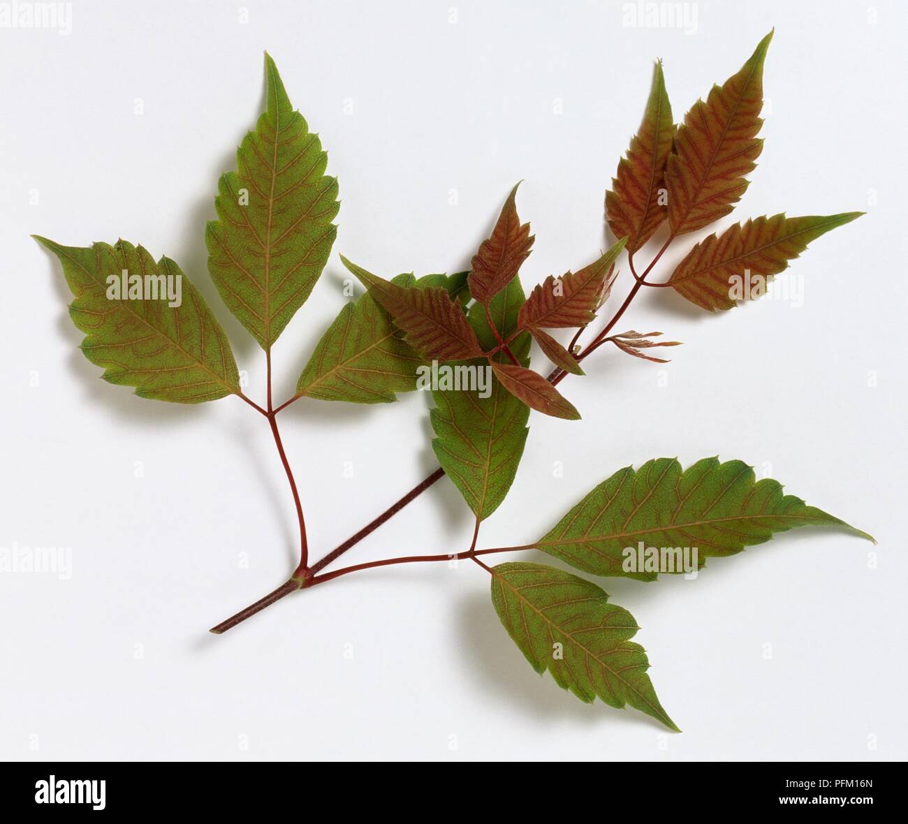 Acer cissifolium (Vineleaf maple), branch tip with red and green autumn ...