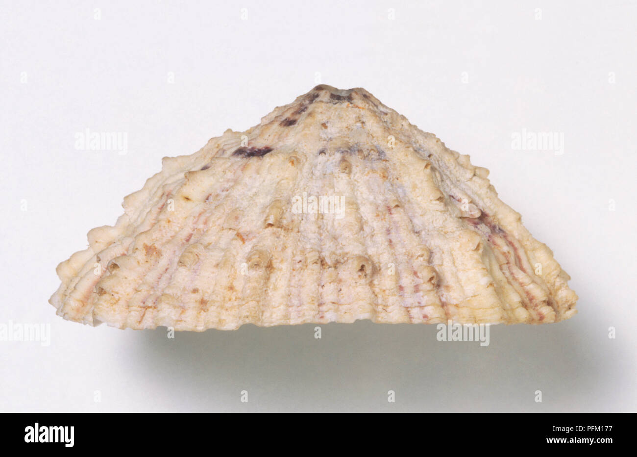 Barbados Keyhole Limpet shell (Fissurella barbadensis), close up Stock ...