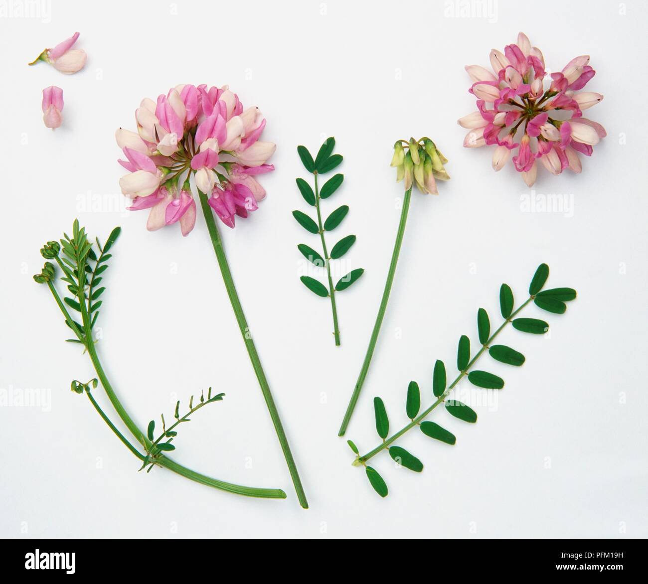 Cronilla varia (Crown vetch), stems with leaves and pink and white ...