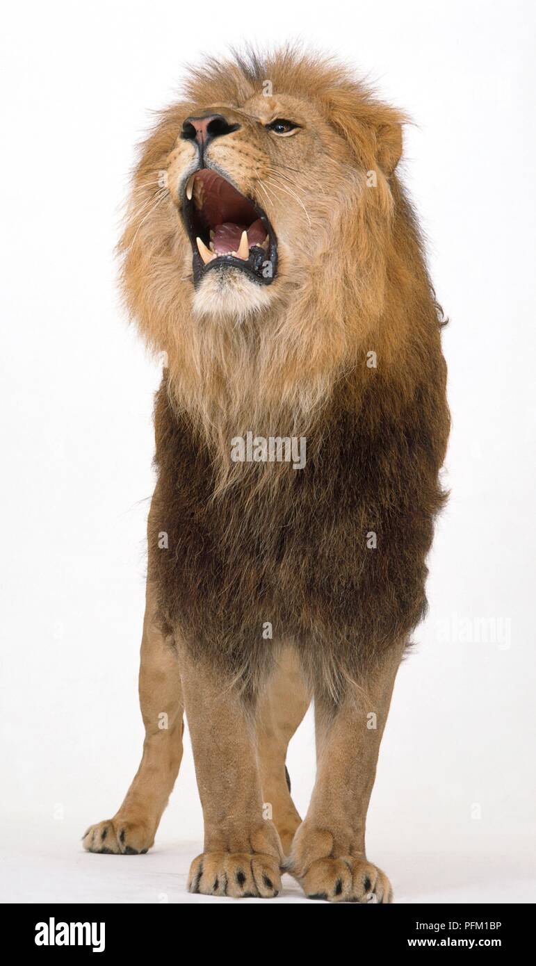 Lion Roaring White Background Stock Photos & Lion Roaring White ...