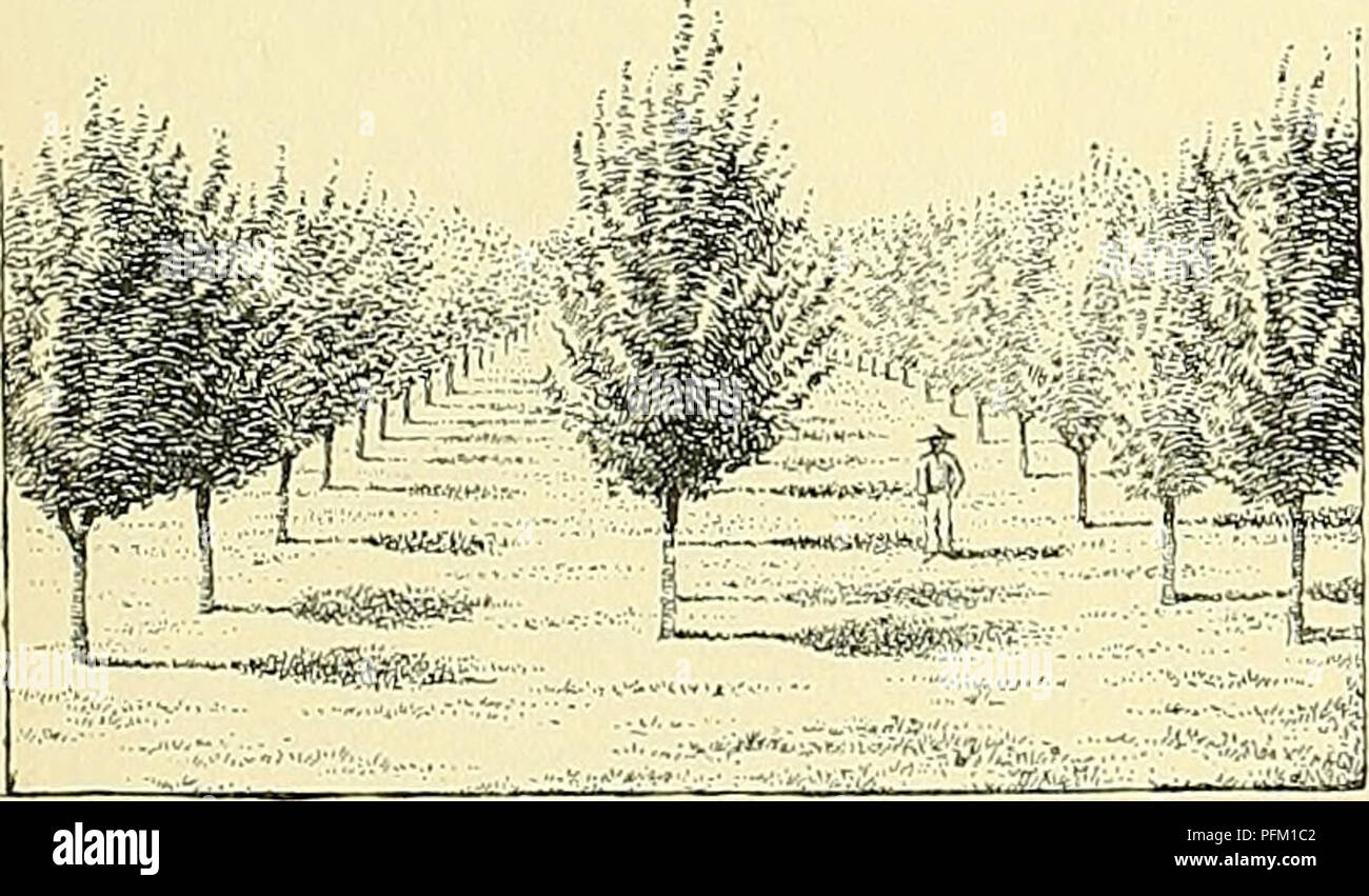 Vigorous young trees hi-res stock photography and images - Alamy