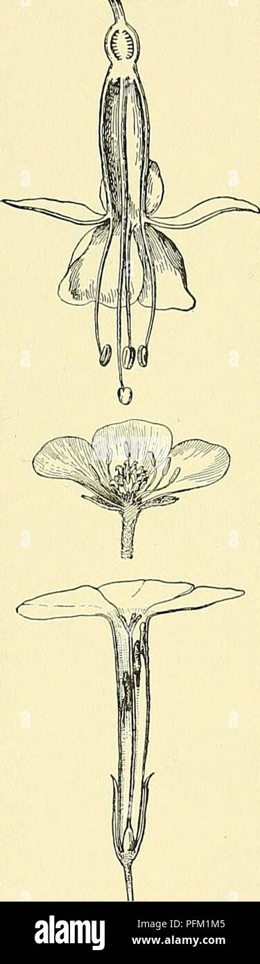This 1874 work outlines the structure of a plum blossom, illustrating ...