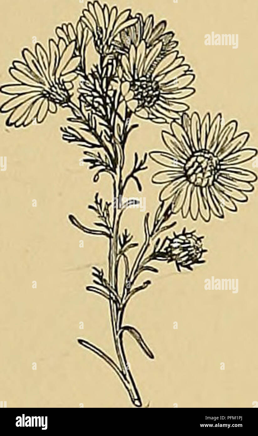 Perianth tube hi-res stock photography and images - Alamy