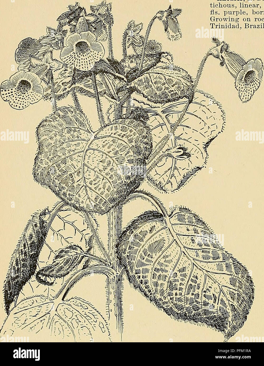 Isatis tinctoria woad plants hi-res stock photography and images - Alamy