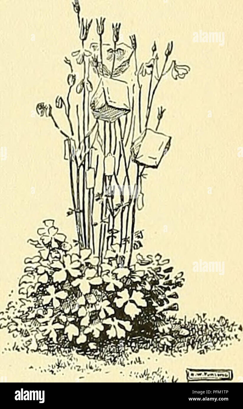 This section of the Cyclopedia of American Horticulture focuses on the ...
