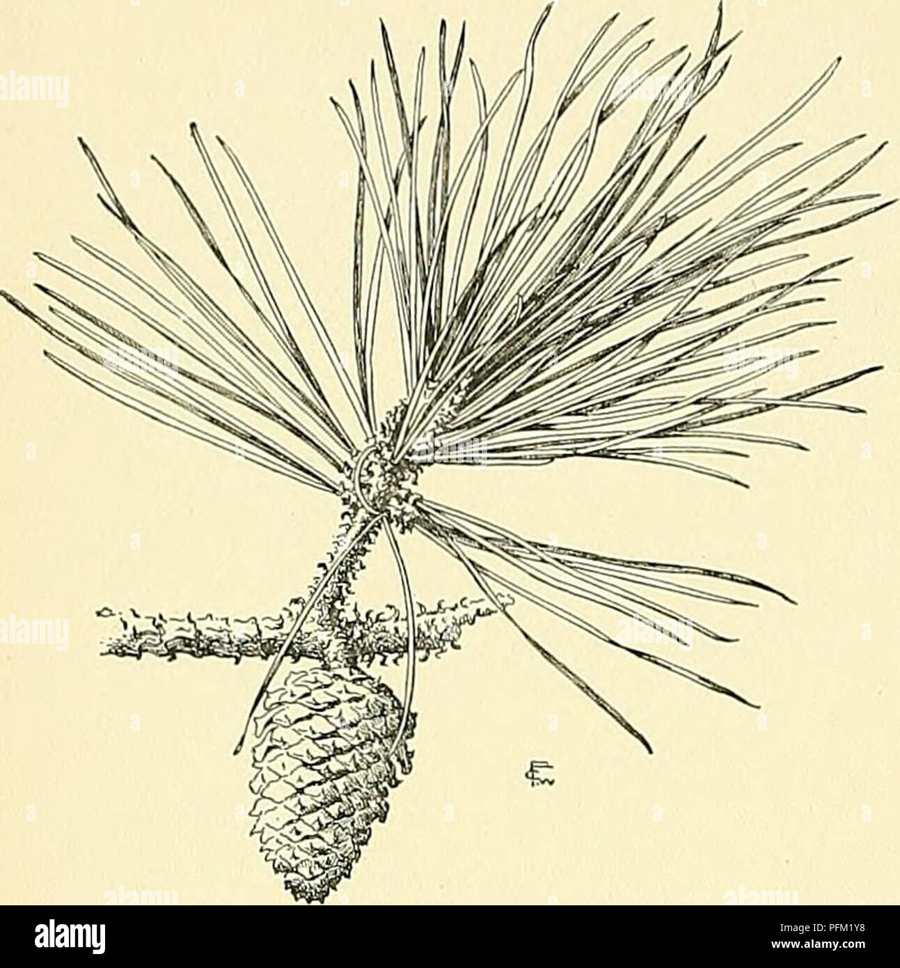 Pinus rigida hi-res stock photography and images - Alamy