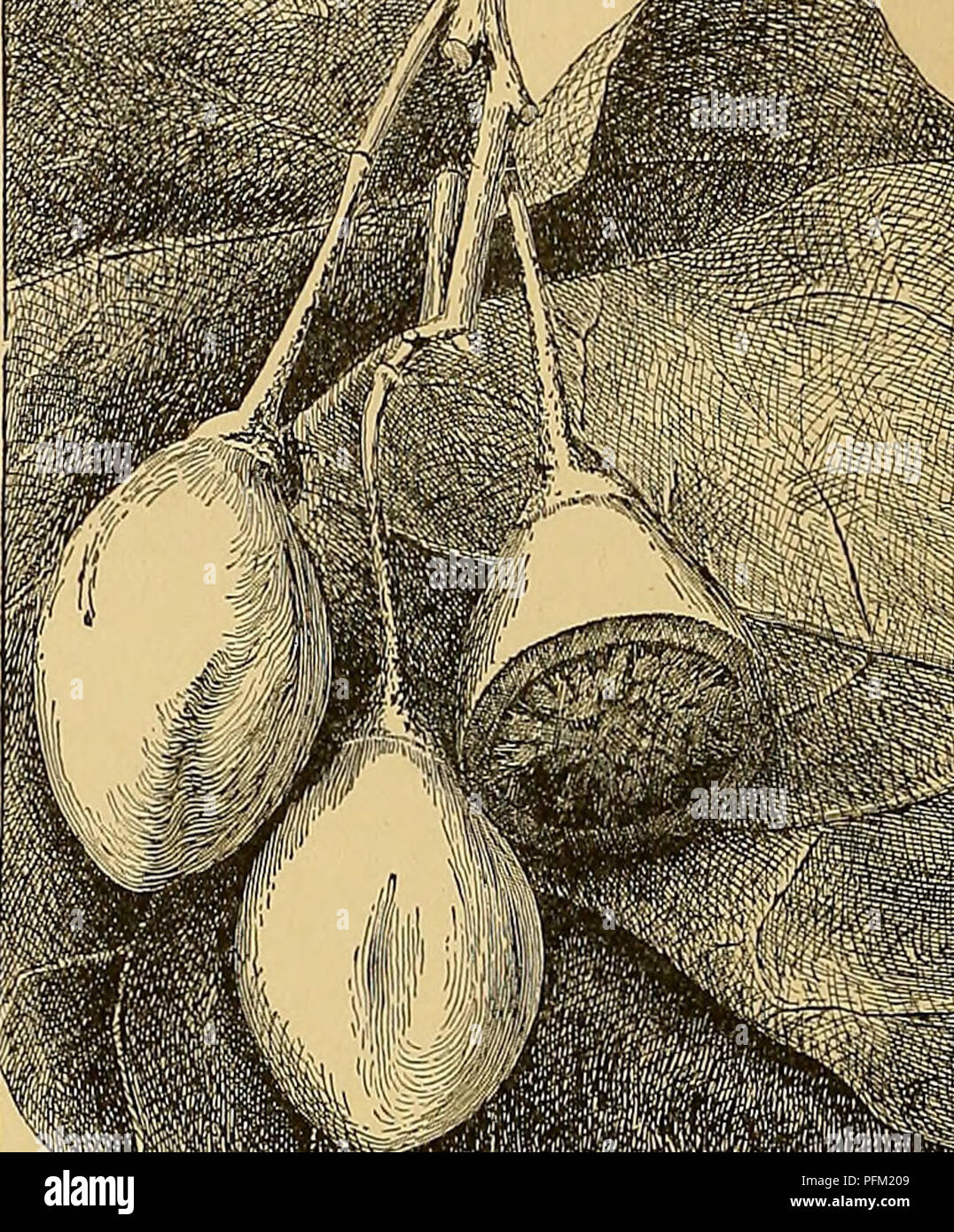 Papyrus h hi-res stock photography and images - Alamy