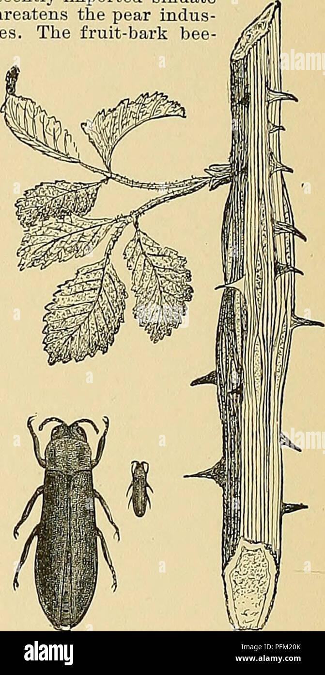 Apple tree borer hi-res stock photography and images - Alamy