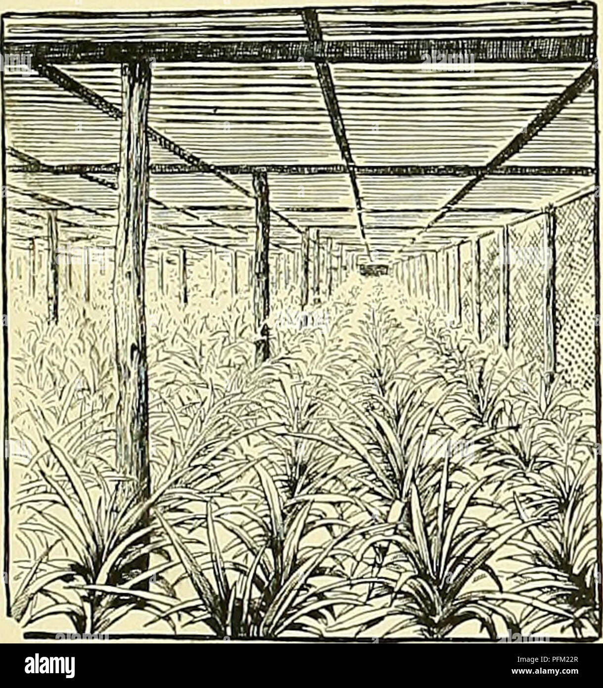 This section of the cyclopedia covers the cultivation of plants in ...
