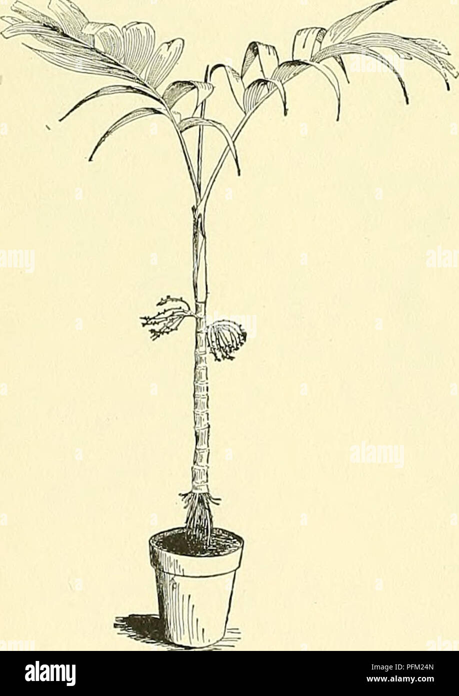 Pimento tree hi-res stock photography and images - Alamy