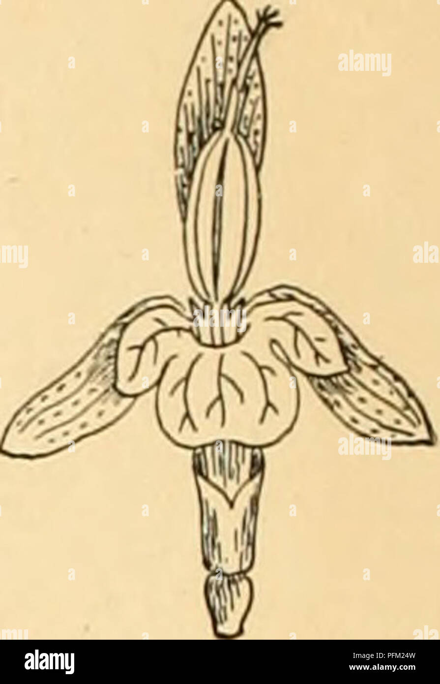 The 'Cyclopedia of American Horticulture' offers cultivation guidelines ...