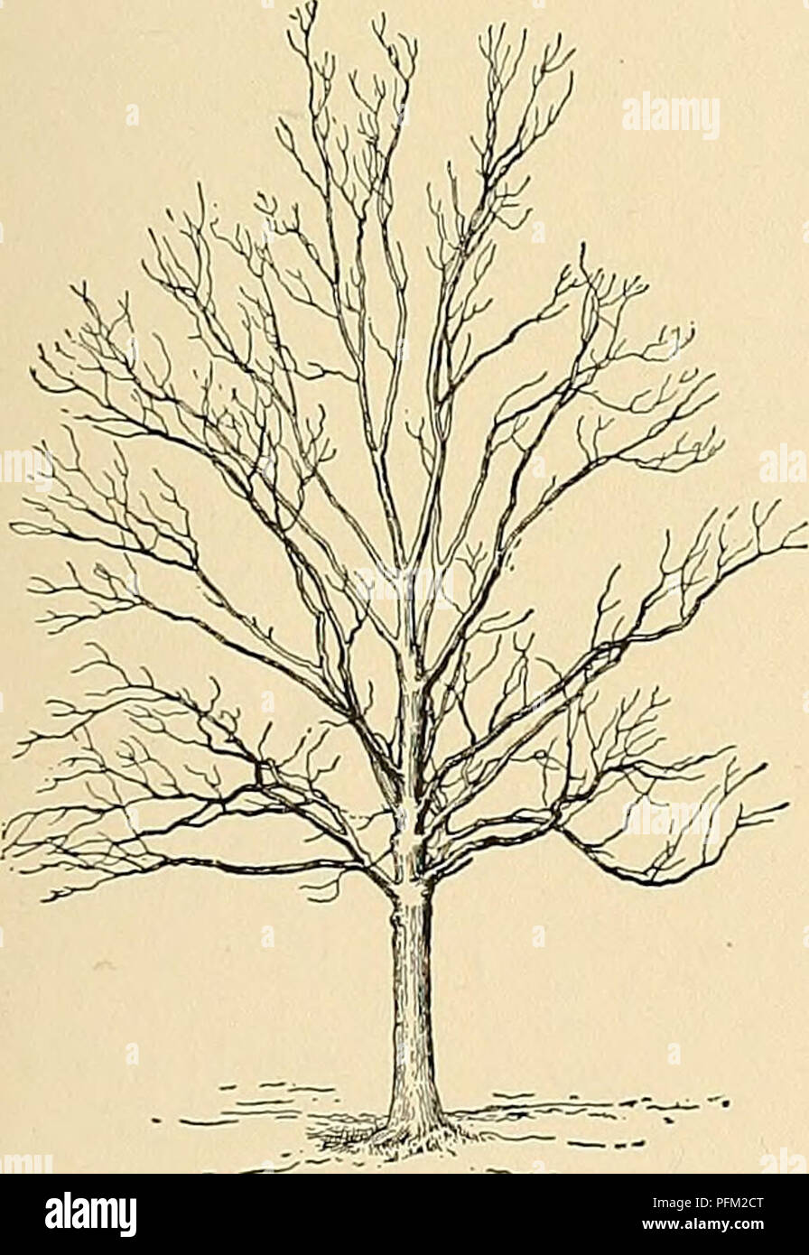 Barb 5 hi-res stock photography and images - Alamy