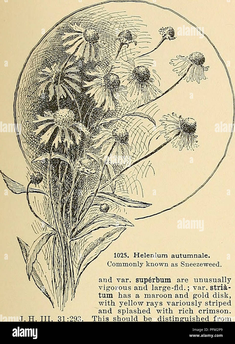 This image features a horticultural guide entry for Helenium Helianthum ...