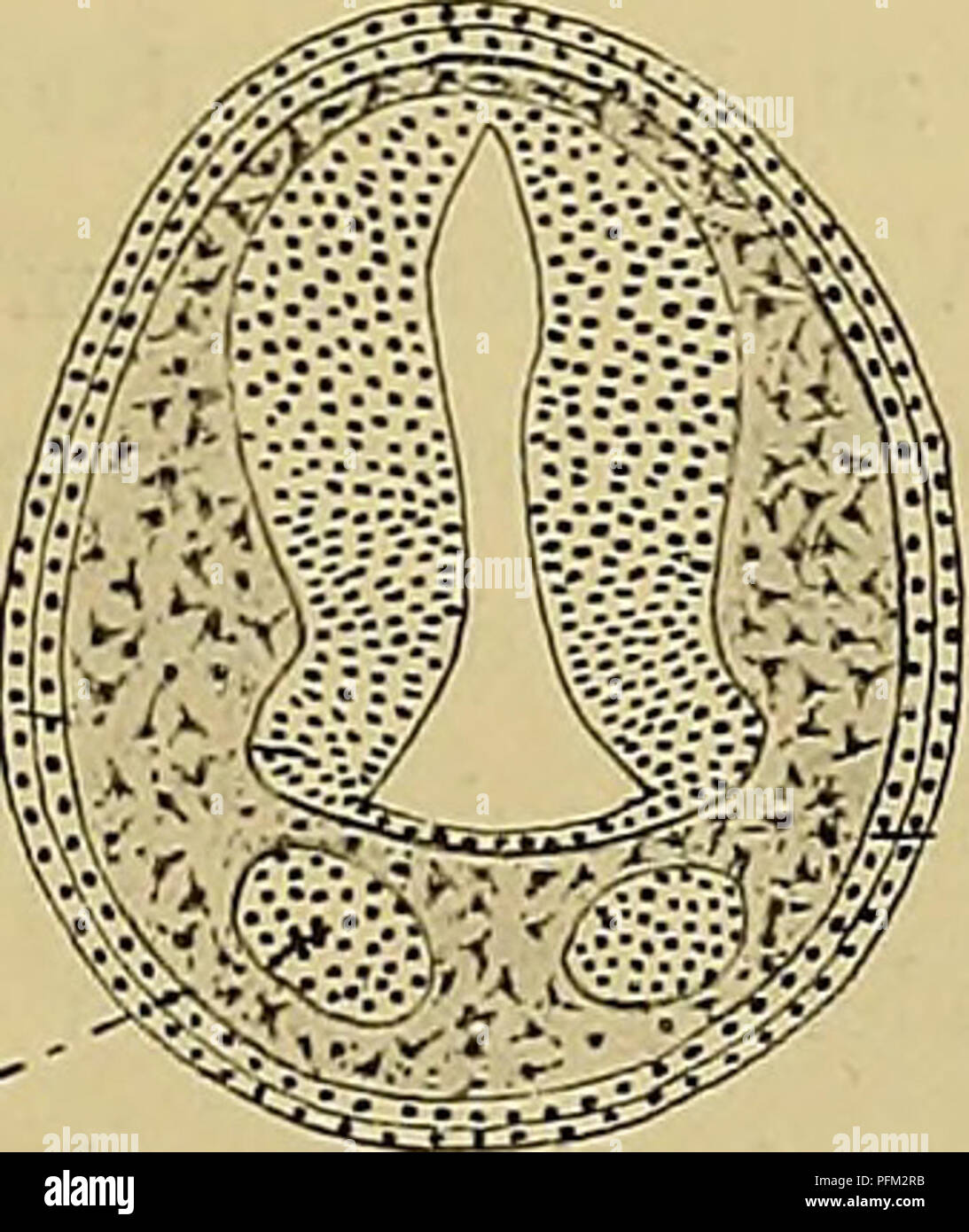 . Denkschriften der Medicinisch-Naturwissenschaftlichen Gesellschaft zu ...