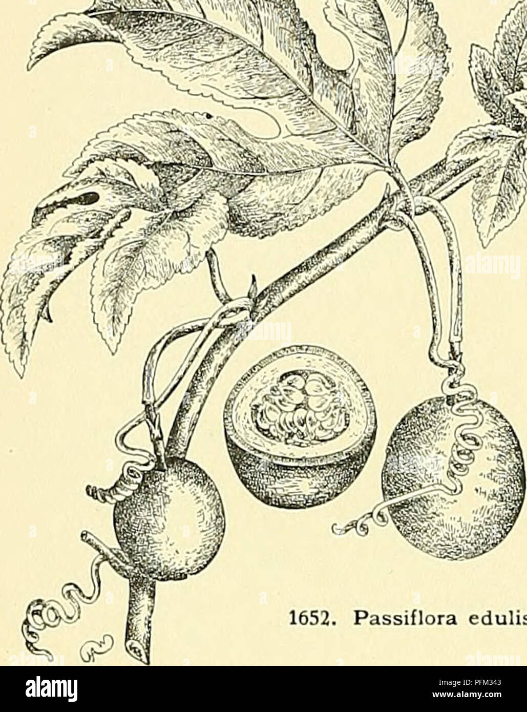 Ovate cordate leaves hi-res stock photography and images - Alamy