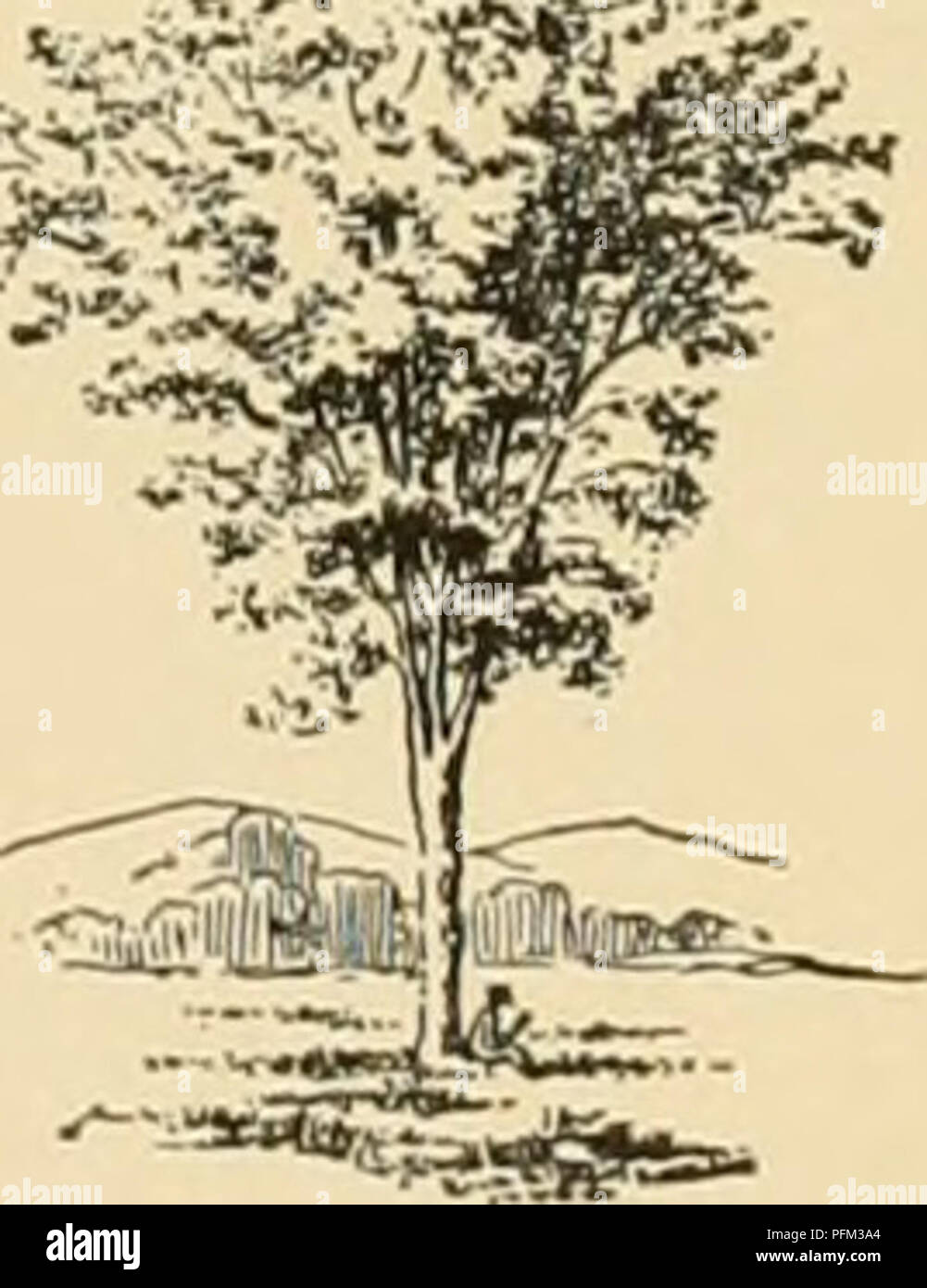 100 ft tree hi-res stock photography and images - Alamy